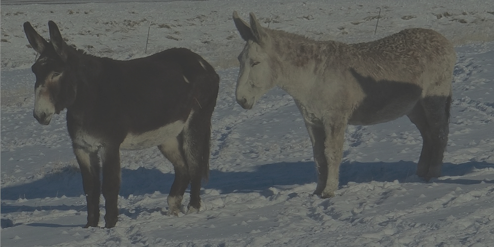 DESPERATION FOR PLAYERS BRINGS OUT THE DONKEYS – Stephen Heisler